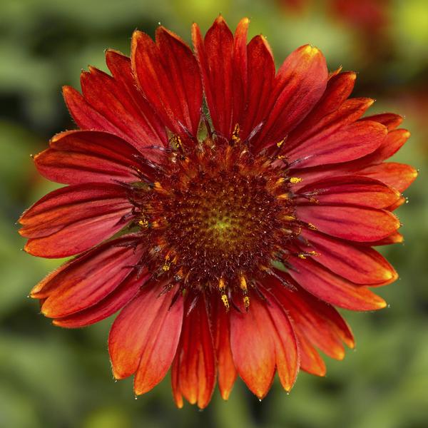 Gaillardia aristata Sunrita Burgundy Imp | Lucas Greenhouses Gaillardia aristata Sunrita Burgundy Imp | Lucas Greenhouses