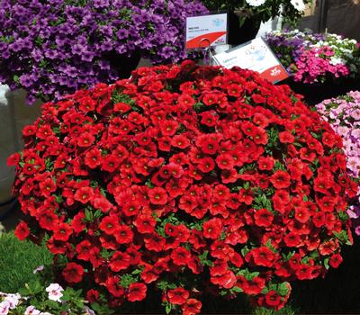 Calibrachoa hybrid Aloha Kona Dark Red '16 | Lucas Greenhouses