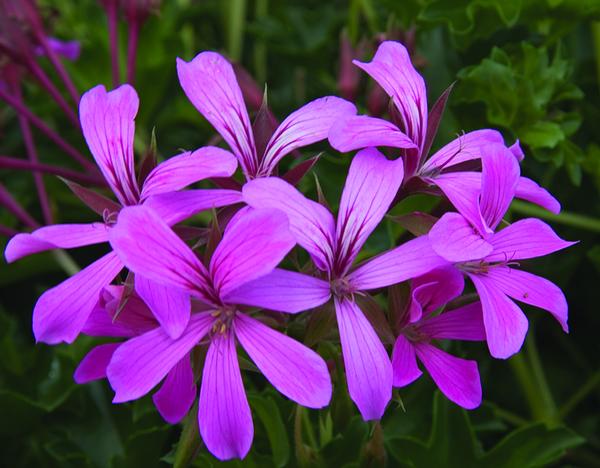 Geranium Ivy pelargonium peltatum Cascade Lila-Compact | Lucas Greenhouses