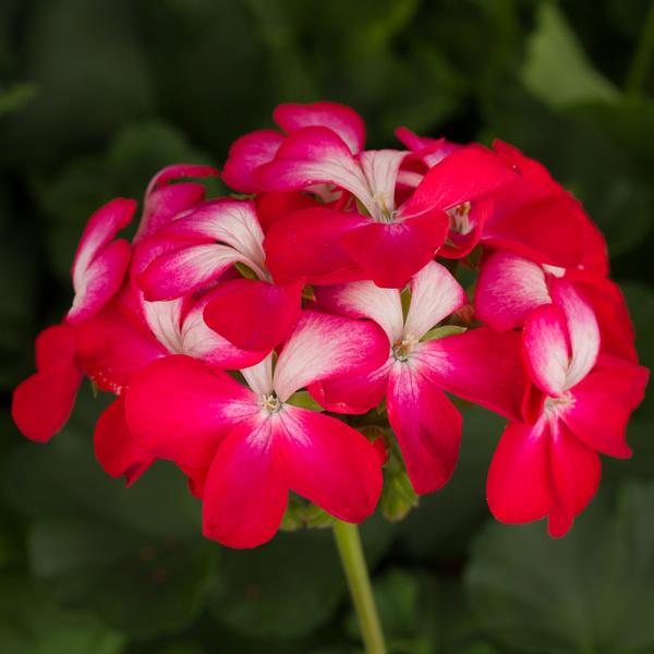 Geranium Zonal pelargonium zonale Tango Bicolor Cherry | Lucas Greenhouses Geranium Zonal pelargonium zonale Tango Bicolor Cherry | Lucas Greenhouses