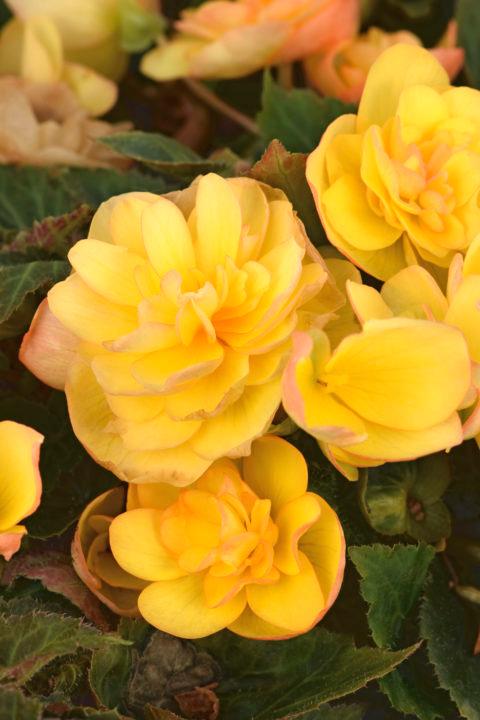 Yellow Begonia Flowers