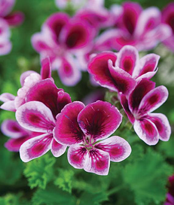 Geranium Exotic Scented Angels Perfume | Lucas Greenhouses