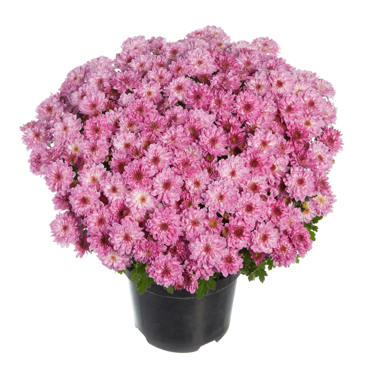 White Mums Turn Purple