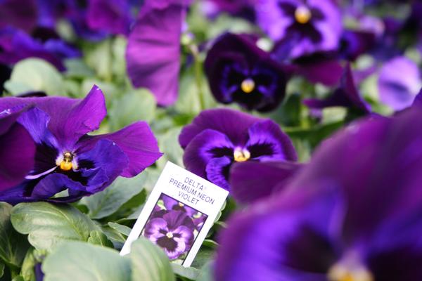Pansy viola x wittrockiana Delta Premium Neon Violet | Lucas Greenhouses