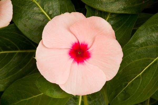 Vinca catharanthus roseus Cora Apricot | Lucas Greenhouses