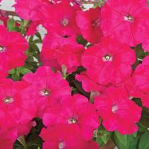 Petunia 'Sanguna Rose' 'Sanguna Rose'