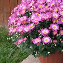 Stacey, Stacie, Stacy – Namesake Plants