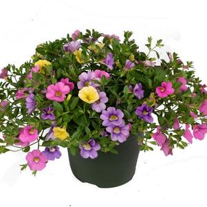 Mix Masters 'Spring Showers'